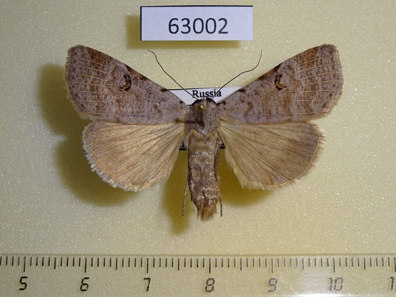 Noctuidae Lygephila viciae Amur rep. - Fareastinsects