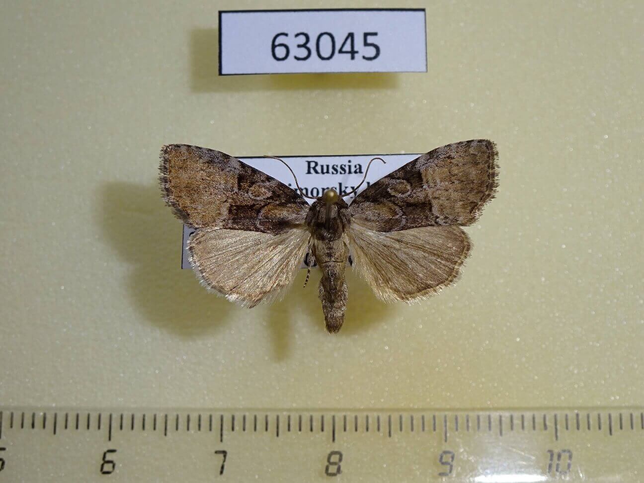 Noctuidae Eucarta arcta Primorye - Fareastinsects