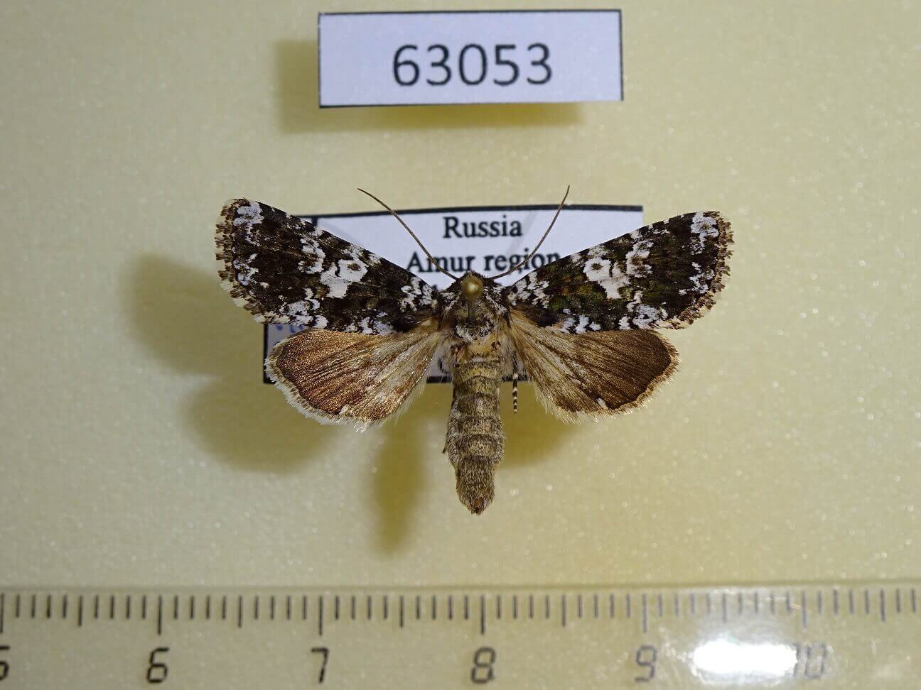 Noctuidae Hadena variolata dealbata Amur reg. - Fareastinsects
