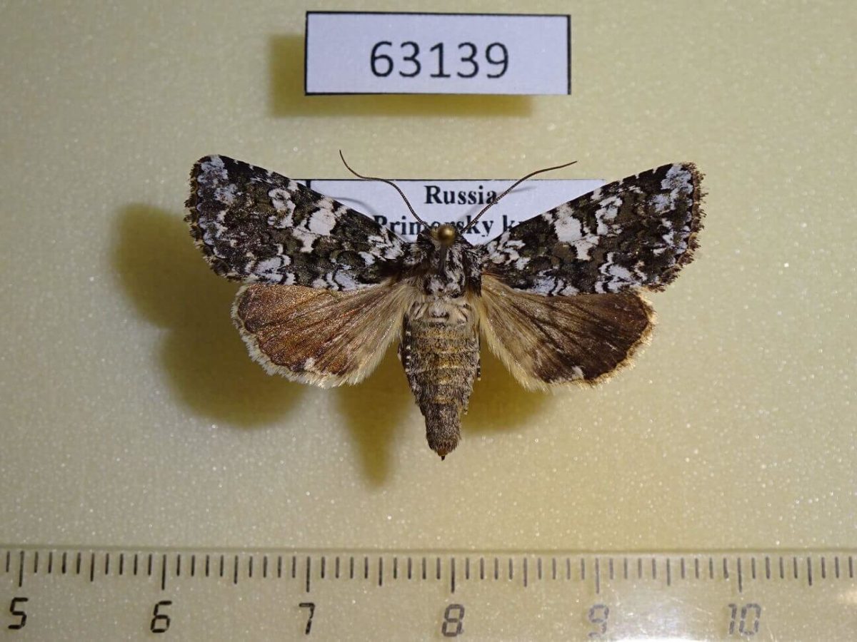 Noctuidae Hadena variolata dealbata f Primorye - Fareastinsects
