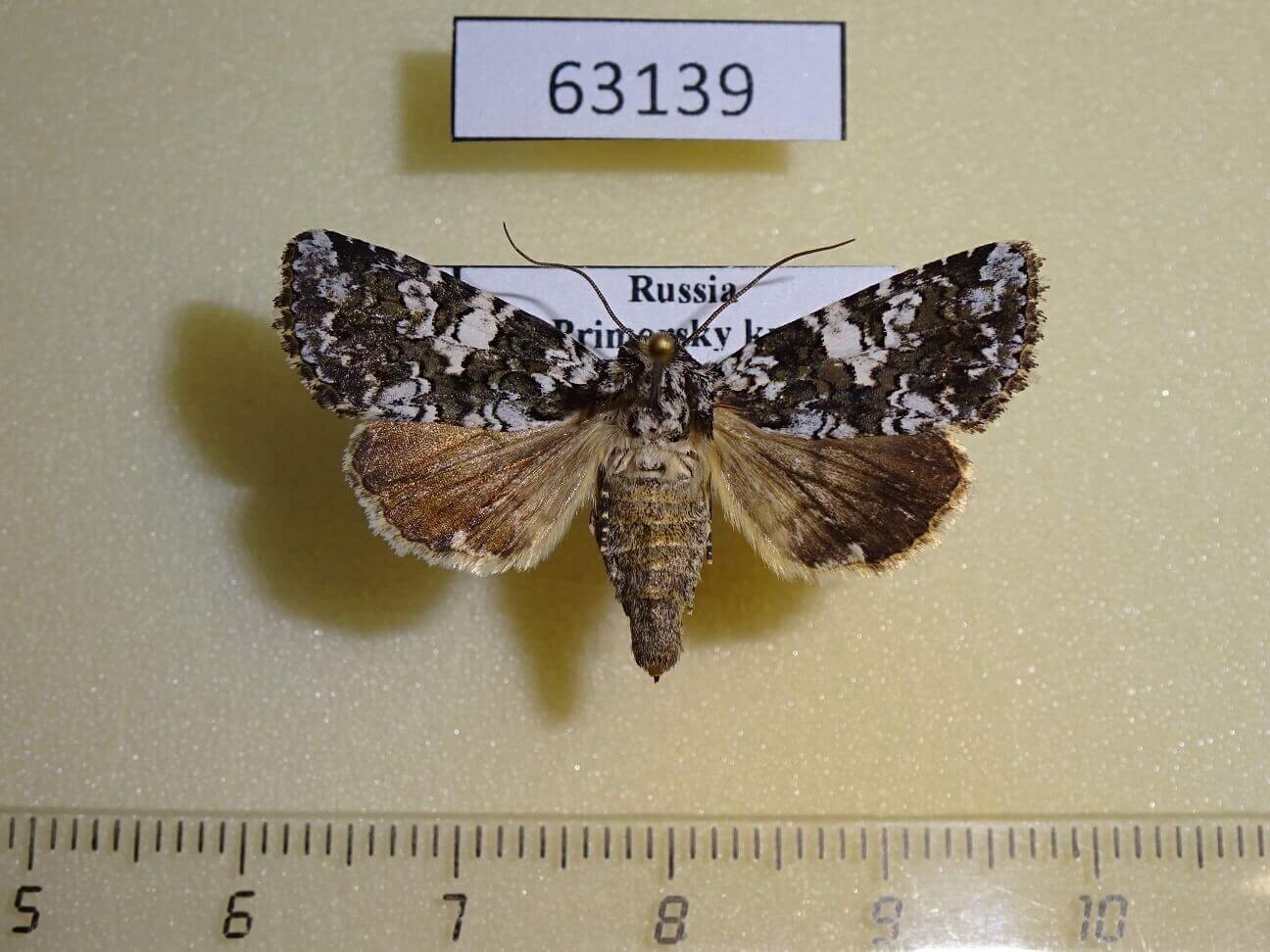 Noctuidae Hadena variolata dealbata f Primorye - Fareastinsects