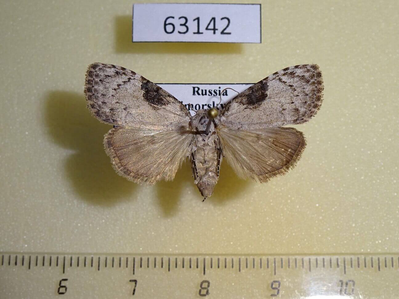 Noctuidae Meganola gigas f Primorye - Fareastinsects