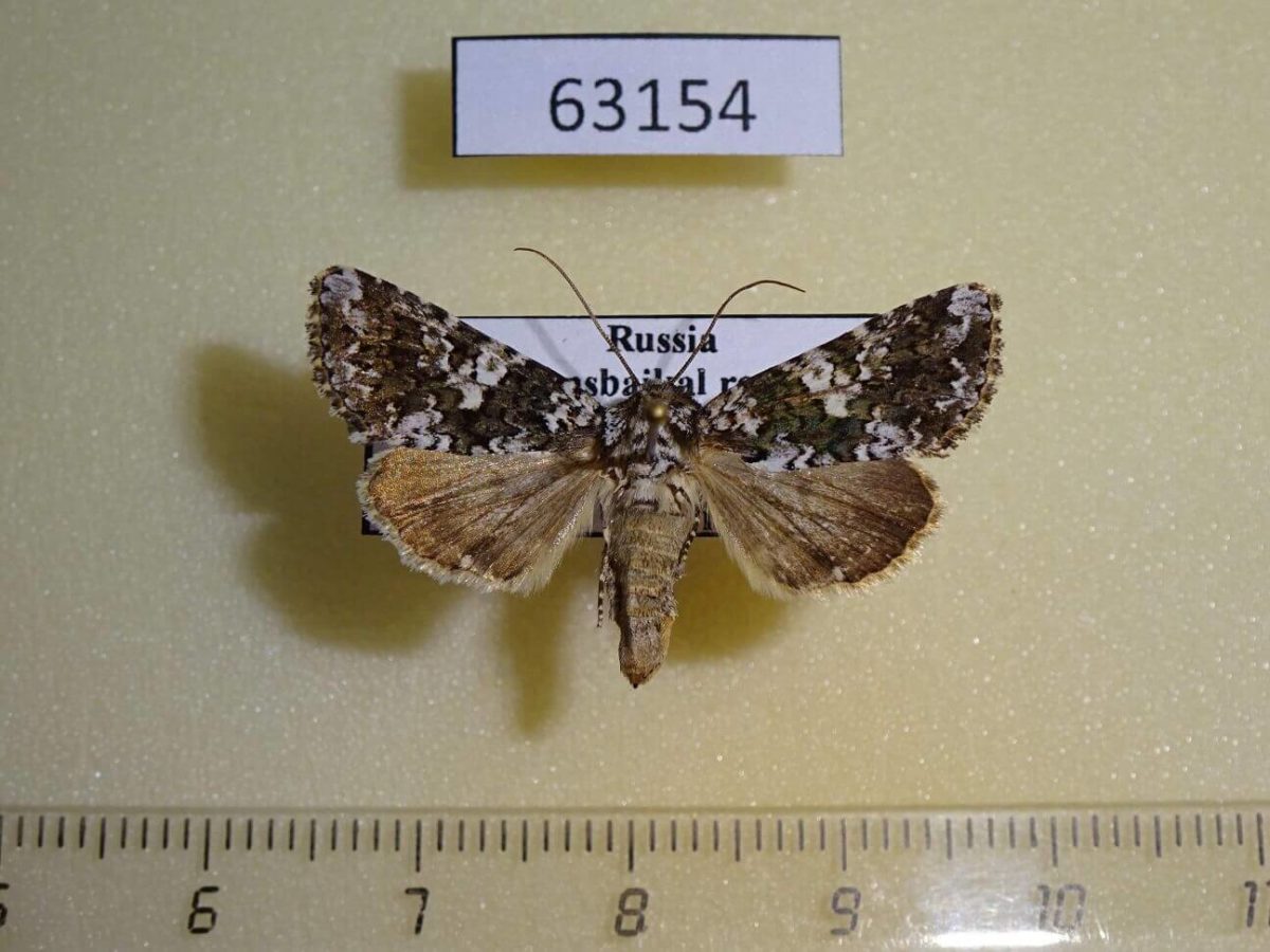 Noctuidae Hadena variolata dealbata f Primorye - Fareastinsects