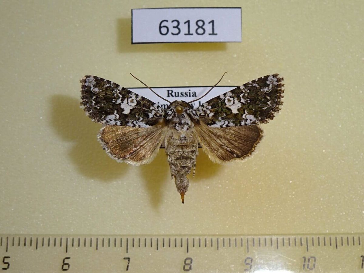 Noctuidae Hadena variolata dealbata f Primorye - Fareastinsects
