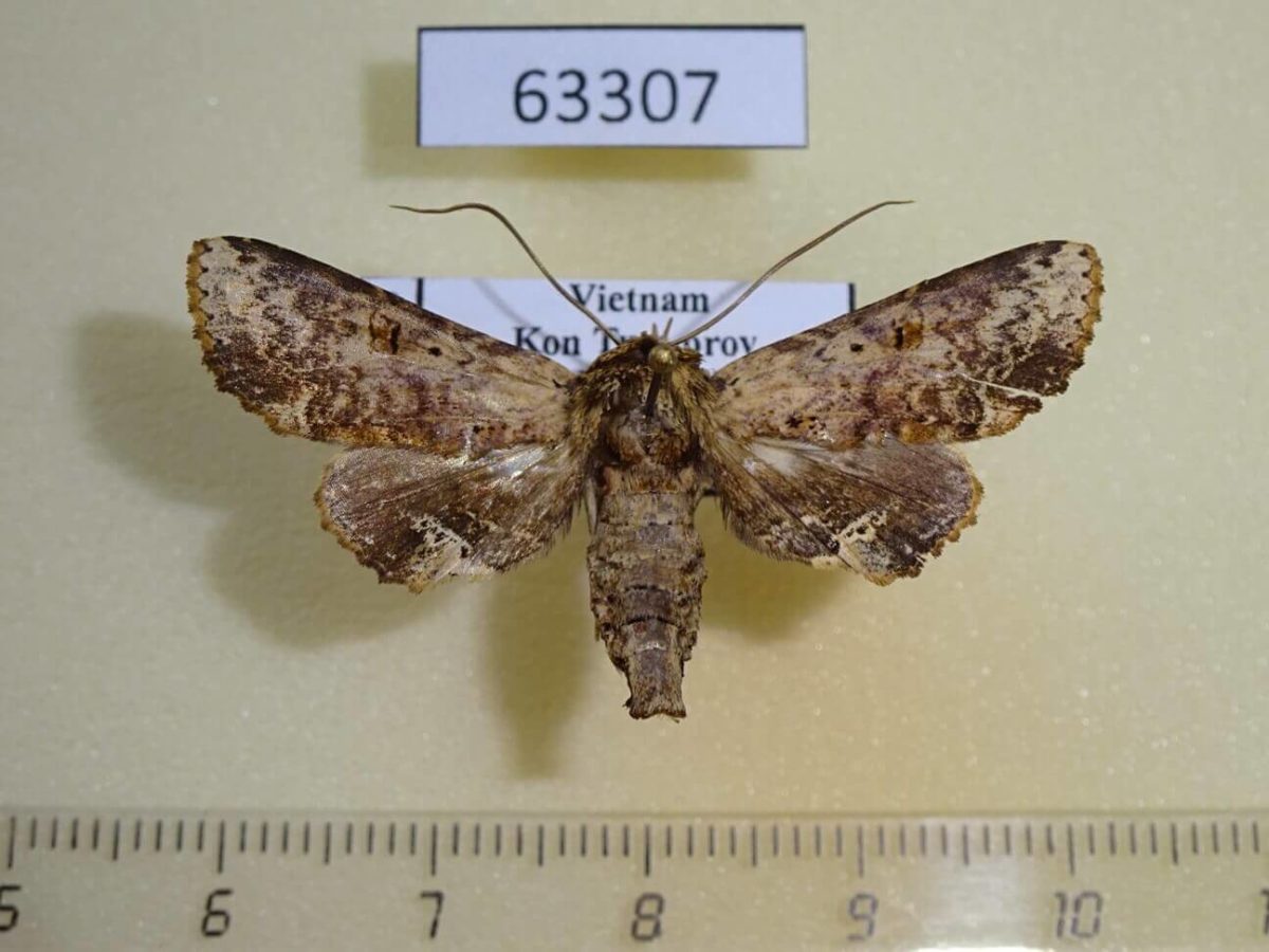 Euteliidae Anuga indigofera f Vietnam - Fareastinsects