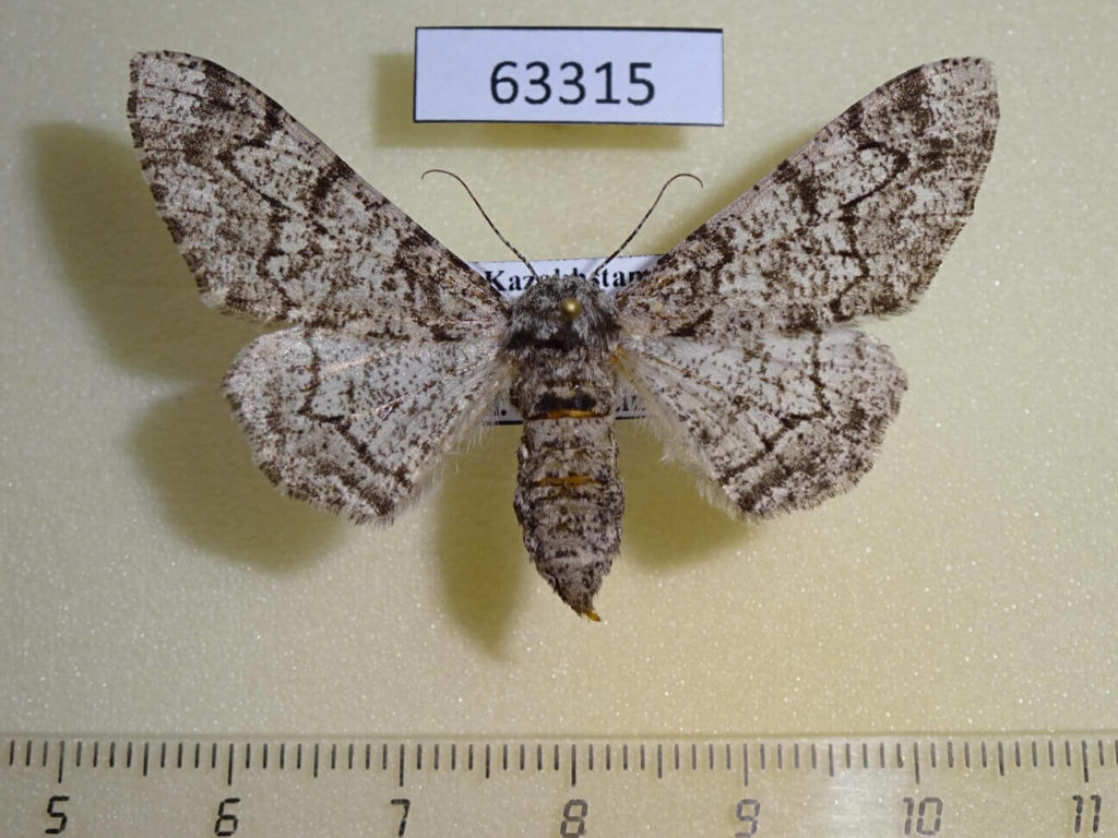 Geometridae Biston betularia f Kazakhstan - Fareastinsects