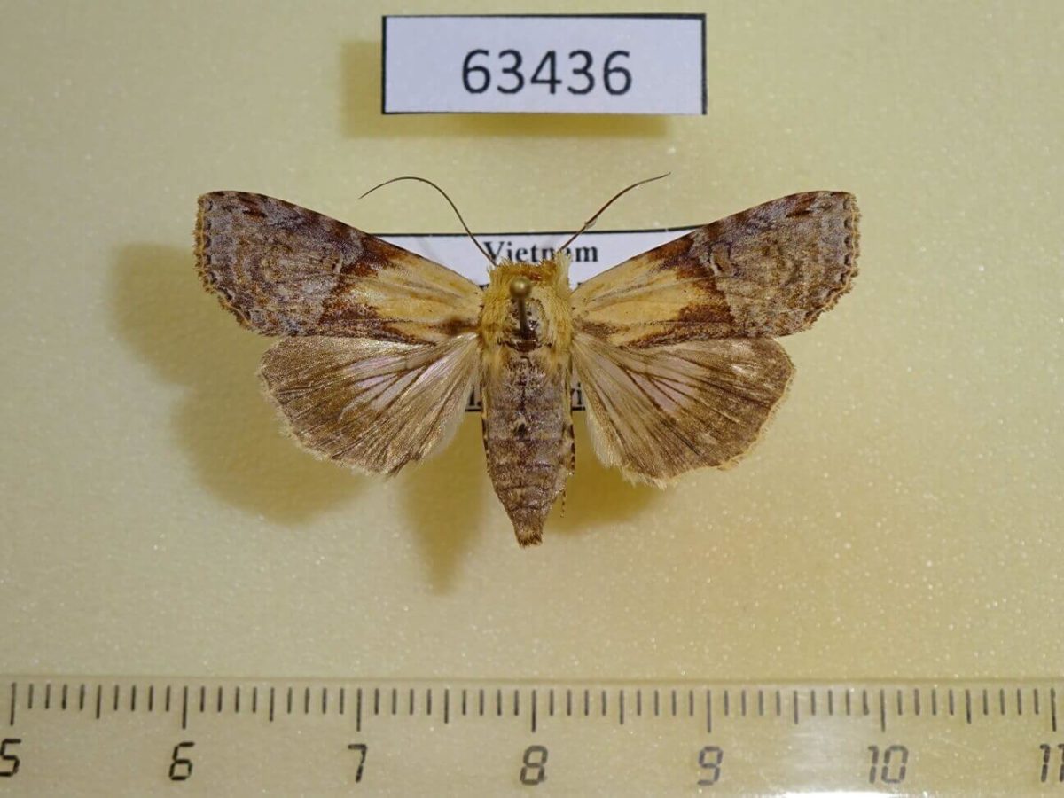 Euteliidae Stictoptera signifera Vietnam - Fareastinsects