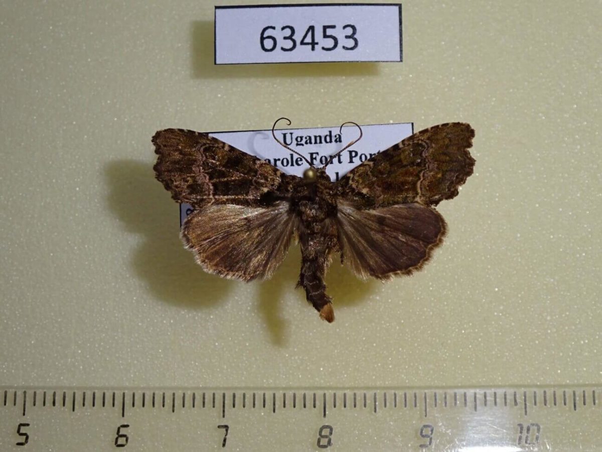 Noctuidae sp. Uganda - Fareastinsects