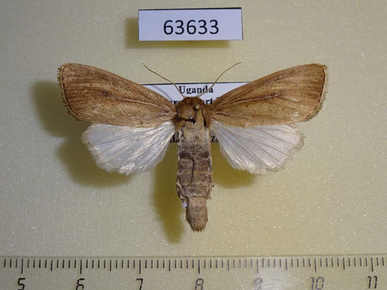 Noctuidae Sesamia firmata f Uganda - Fareastinsects