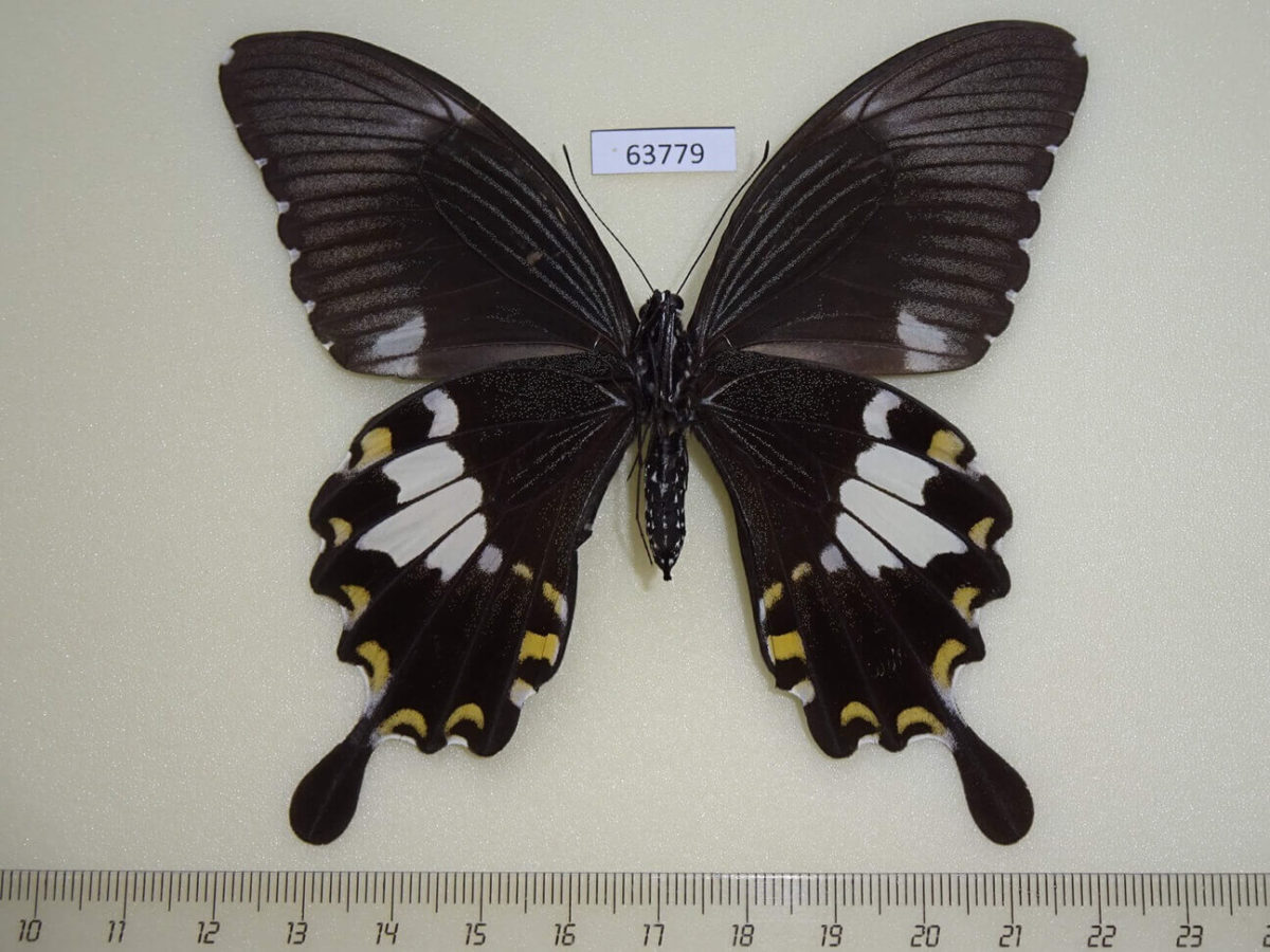 Papilionidae Papilio nephelus chaon f Thailand - Fareastinsects