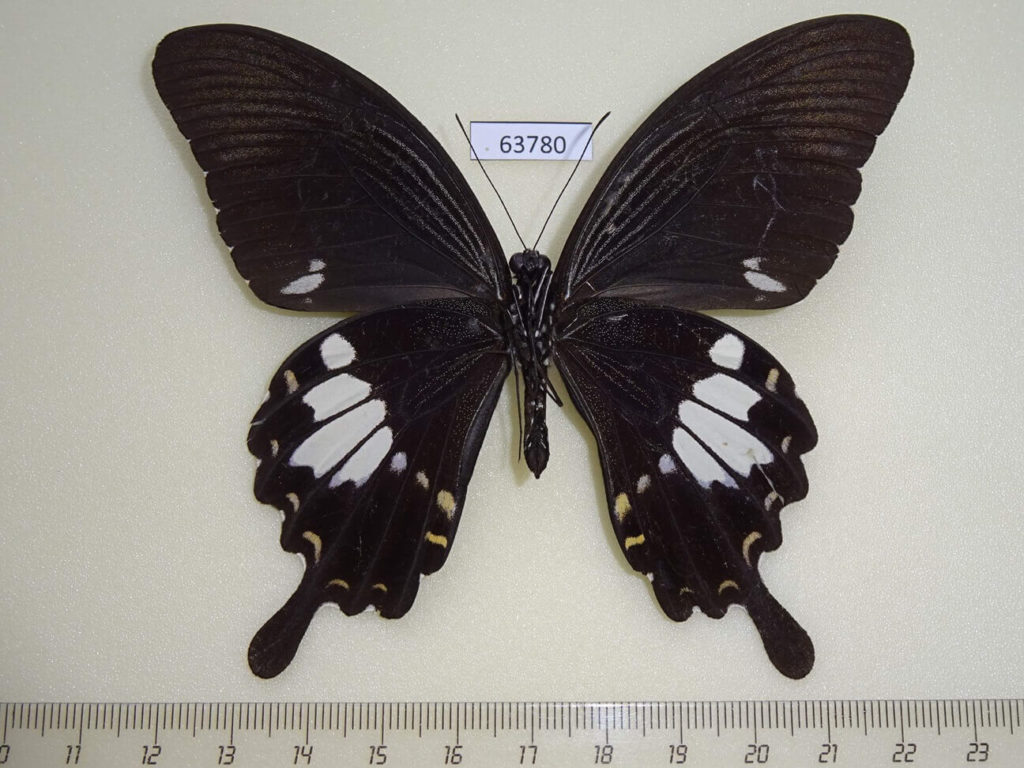 Papilionidae Papilio nephelus chaon Thailand - Fareastinsects