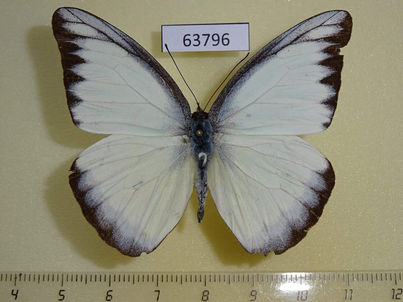 Pieridae Appias lyncida eleonora Thailand - Fareastinsects