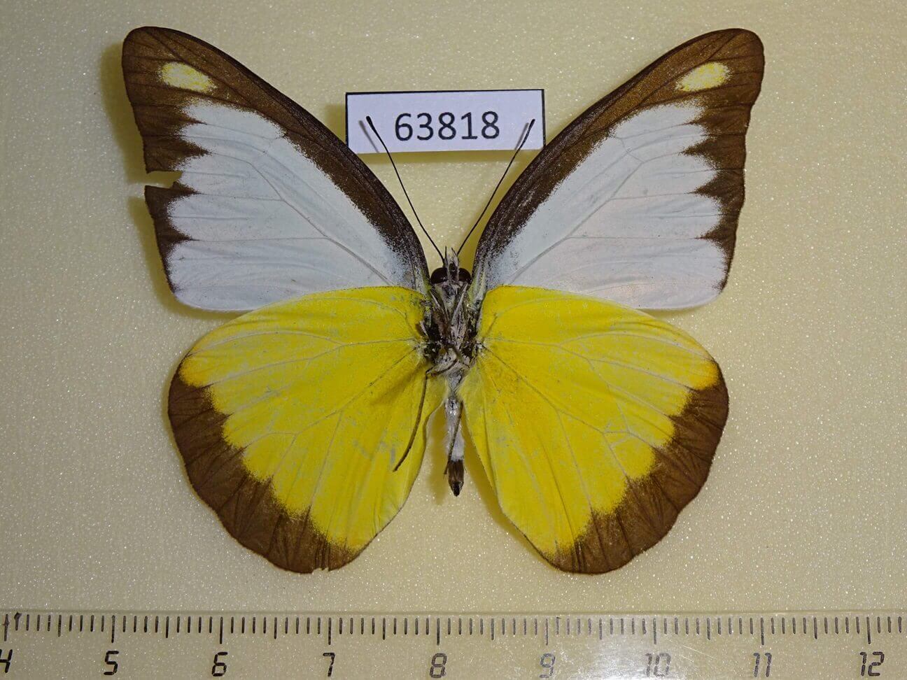 Pieridae Appias lyncida eleonora Thailand - Fareastinsects