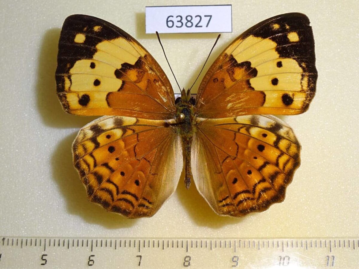 Nymphalidae Cupha erymanthis erymanthis Thailand - Fareastinsects