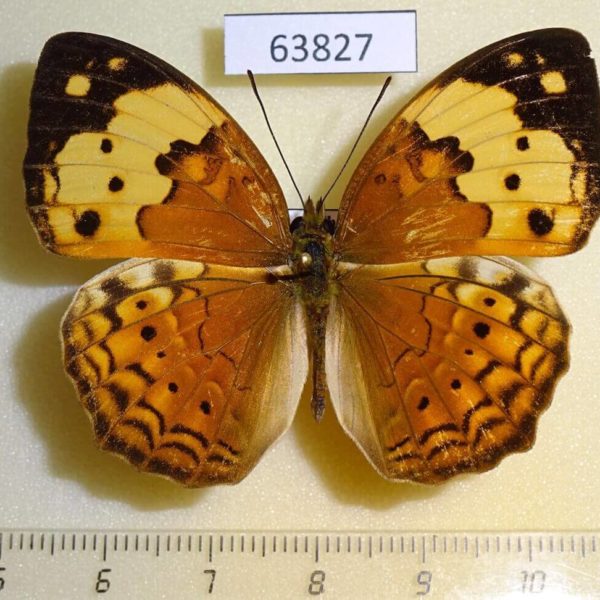 Nymphalidae Cupha erymanthis erymanthis Thailand - Fareastinsects