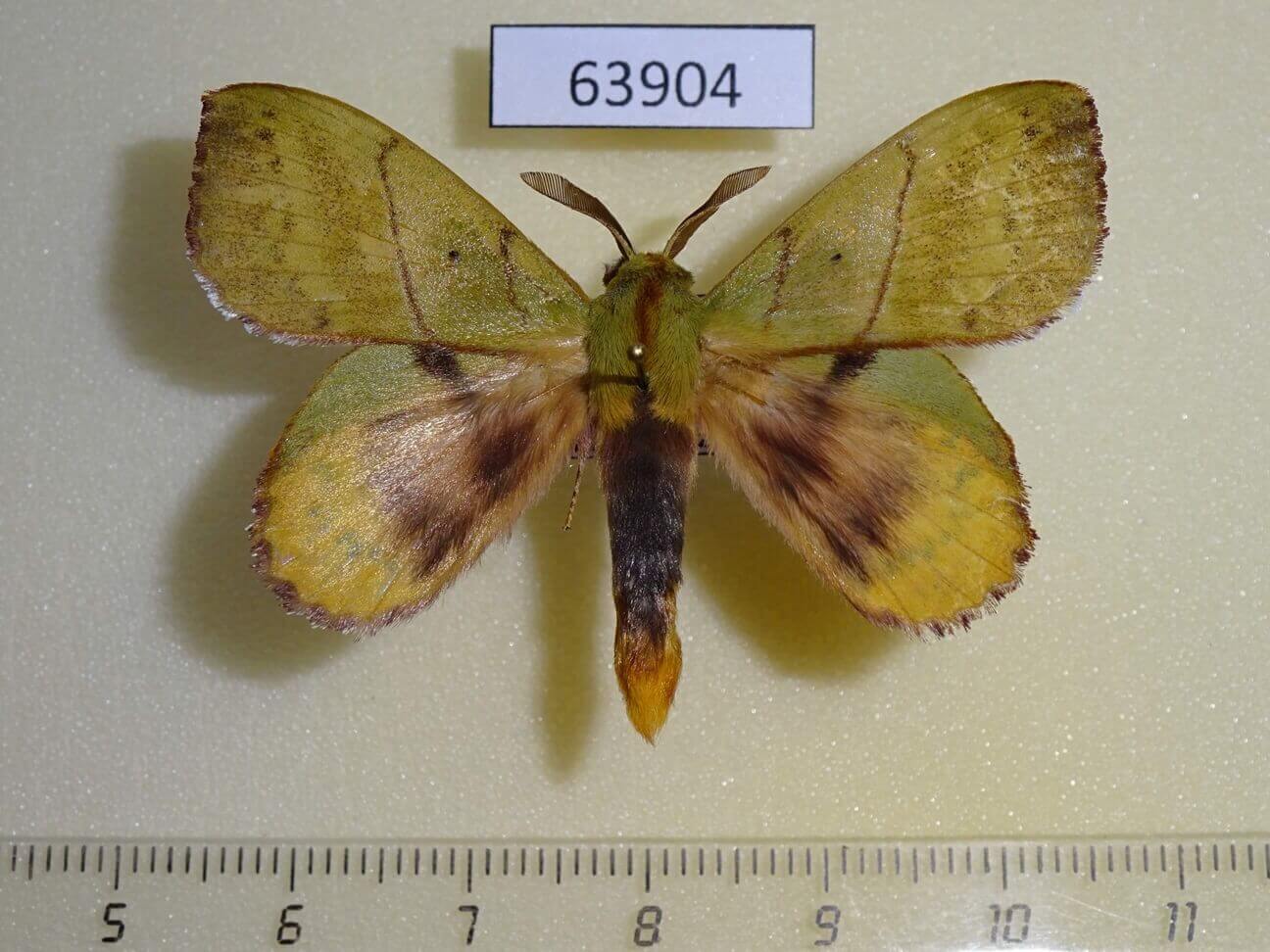 Lasiocampidae Radhica elisabethae Thailand - Fareastinsects