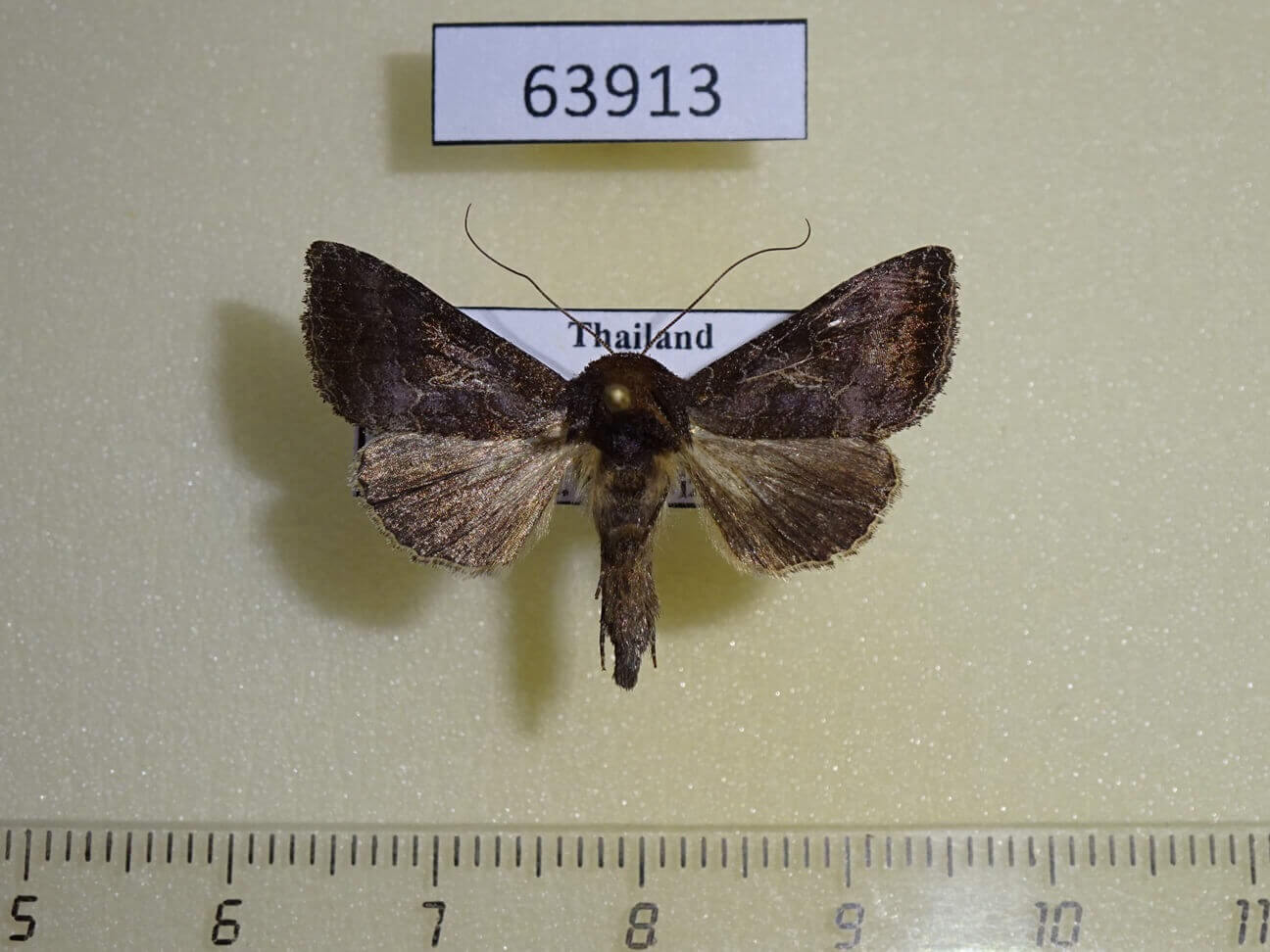 Noctuidae Thysanoplusia reticulata Thailand - Fareastinsects