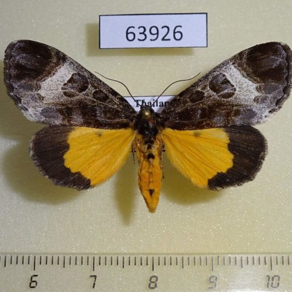 Noctuidae Sarbanissa subalba f Thailand - Fareastinsects
