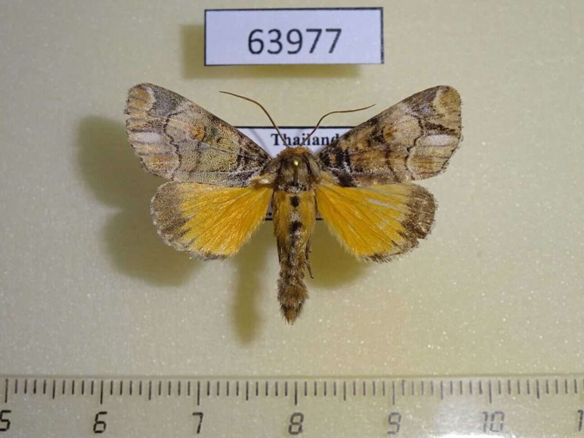 Noctuidae Antitrisuloides catocalina Thailand - Fareastinsects