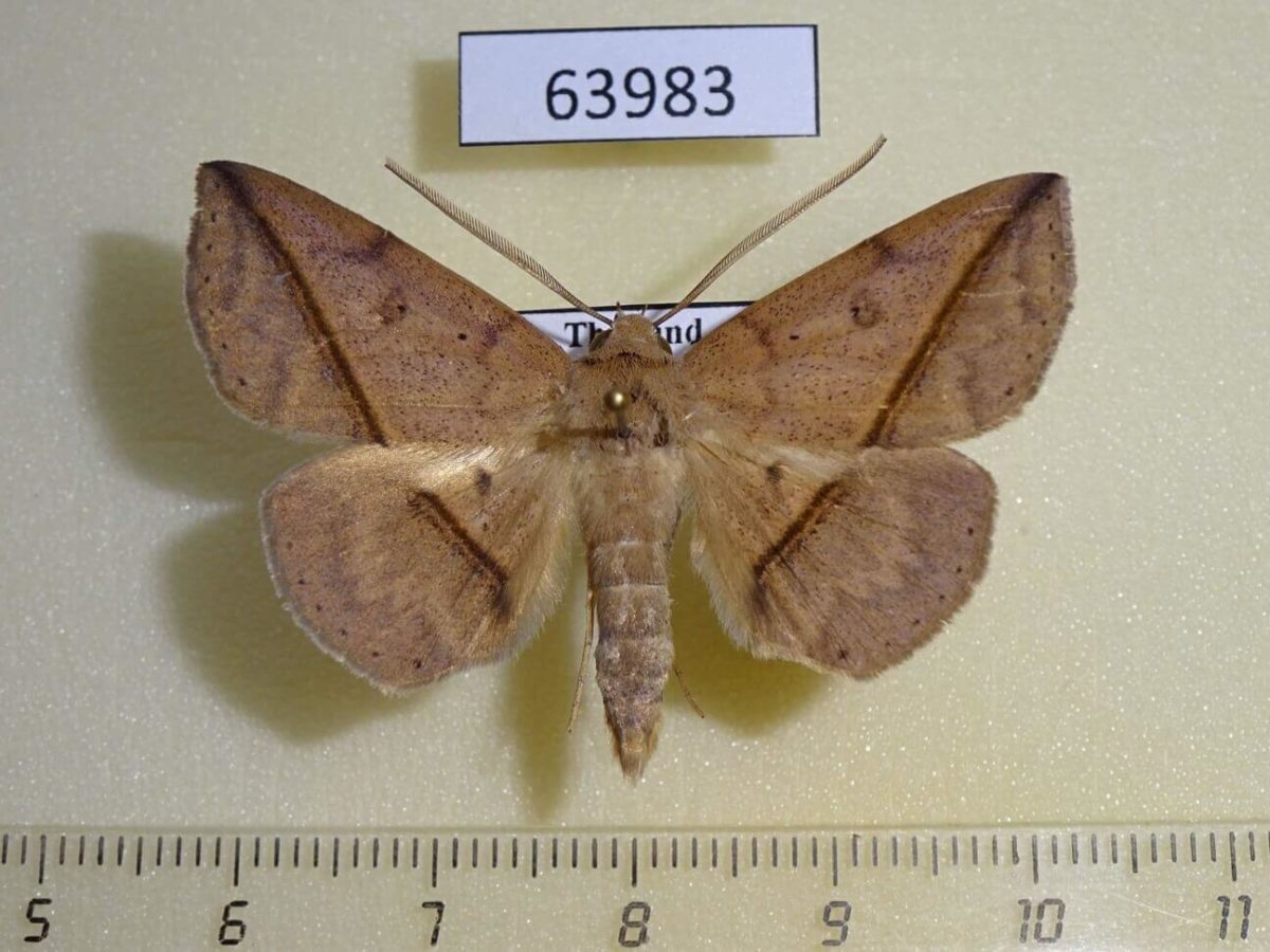 Noctuidae Ugia sundana Thailand - Fareastinsects