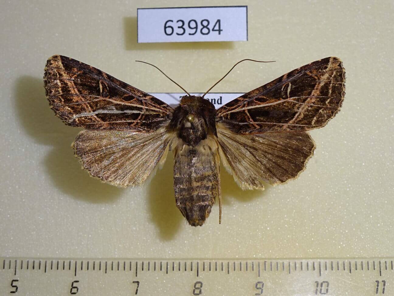 Noctuidae Dictyestra dissectus f Thailand - Fareastinsects