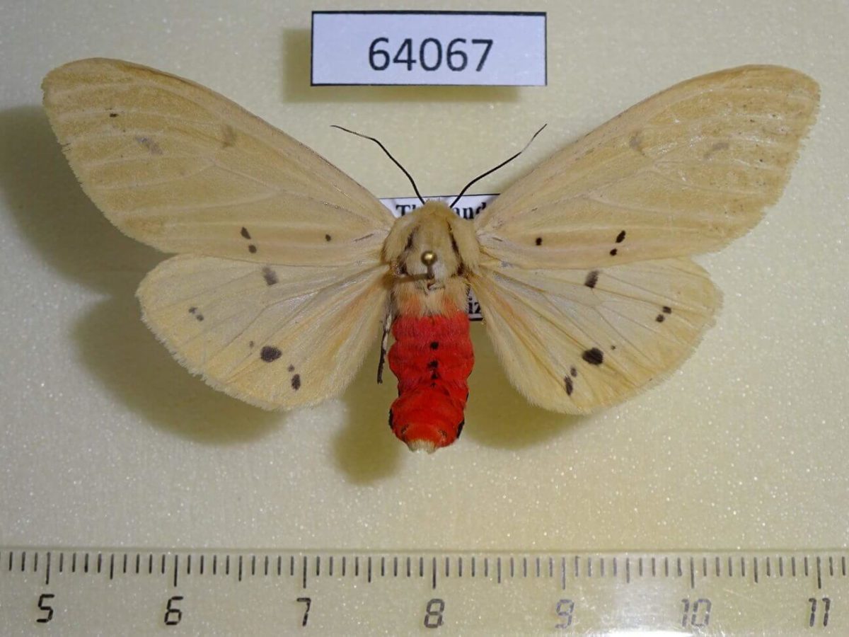 Arctiidae Spilosoma sp. eldorado f Thailand - Fareastinsects