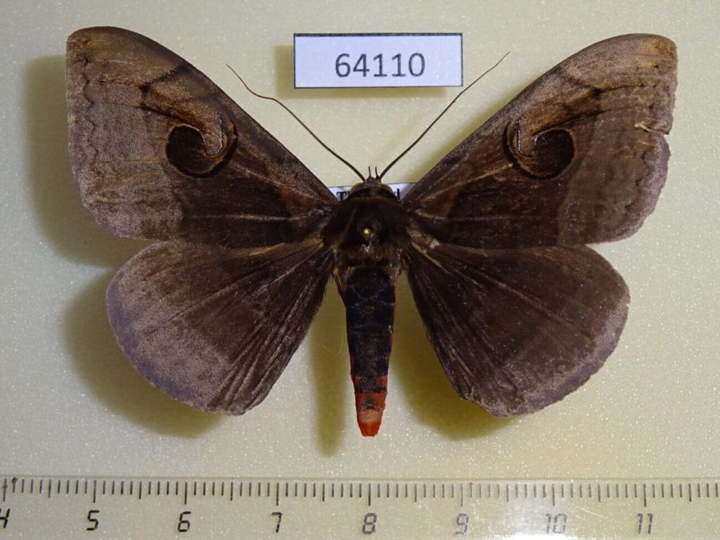 Noctuidae Spirama retorta Thailand - Fareastinsects