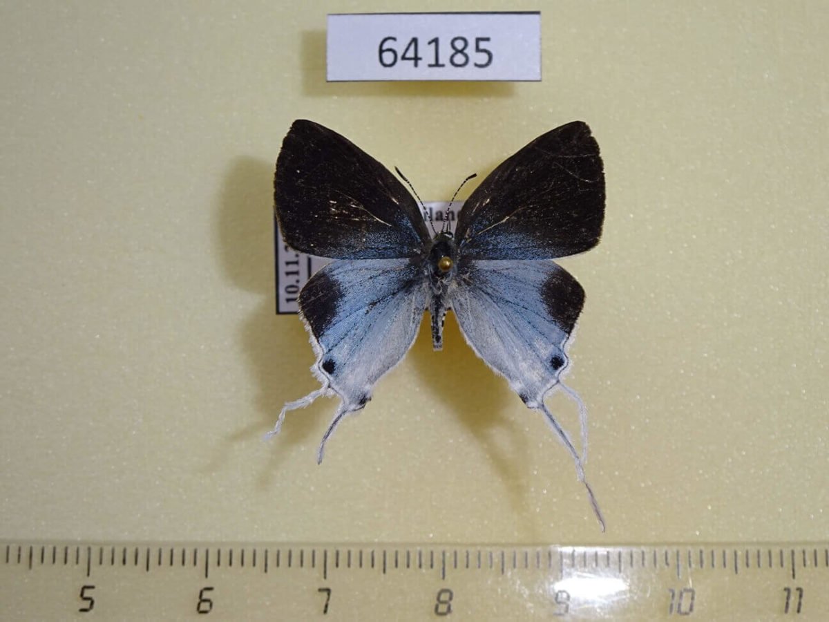 Lycaenidae Hypolycaena amasa amasa Thailand - Fareastinsects