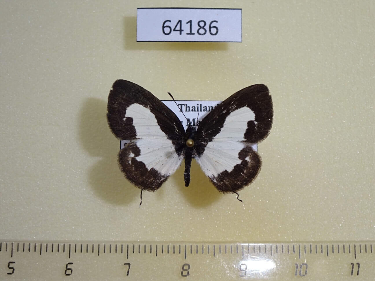 Lycaenidae Caleta roxus roxana Thailand - Fareastinsects
