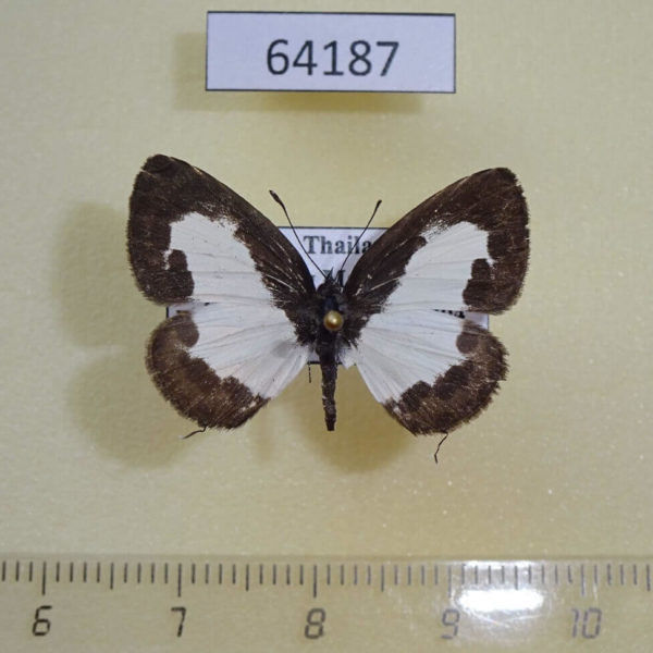 Lycaenidae Caleta roxus roxana Thailand - Fareastinsects