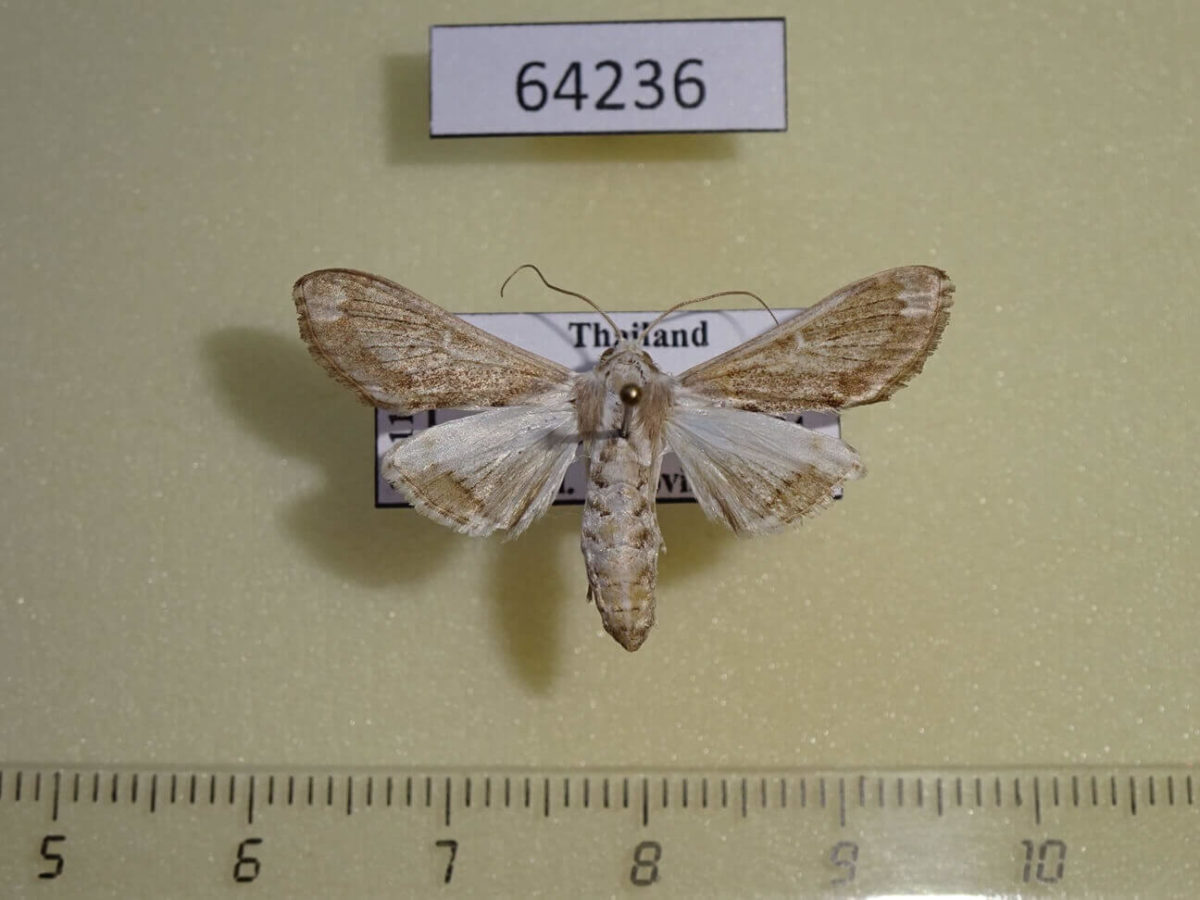 Crambidae Cirrhochrista spissalis Thailand - Fareastinsects