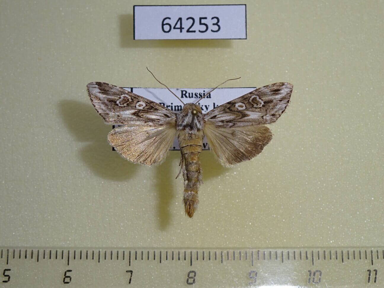 Noctuidae Cucullia fuchsiana Primorye - Fareastinsects