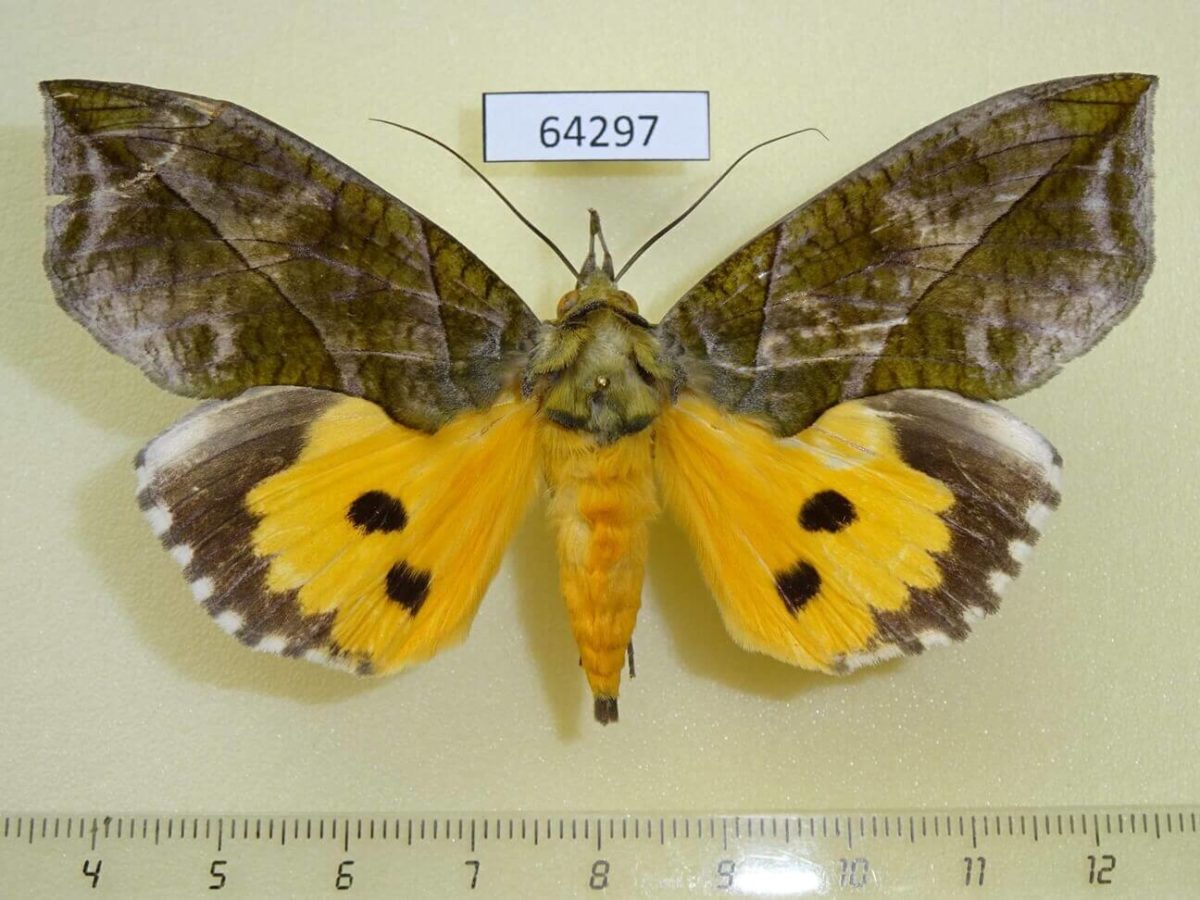 Noctuidae Eudocima hypermnestra Thailand - Fareastinsects