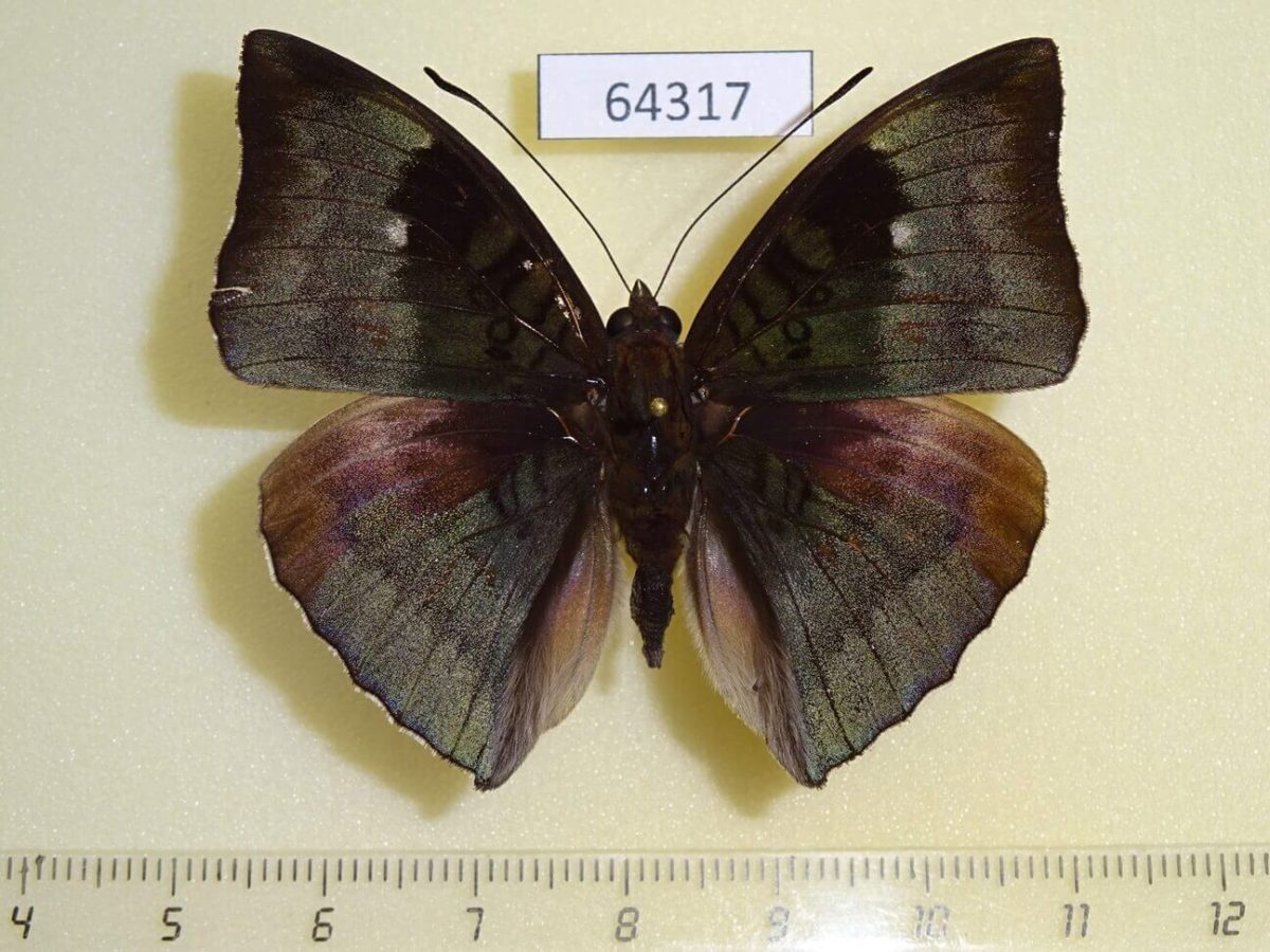 Nymphalidae Euthalia monina kesava Thailand - Fareastinsects