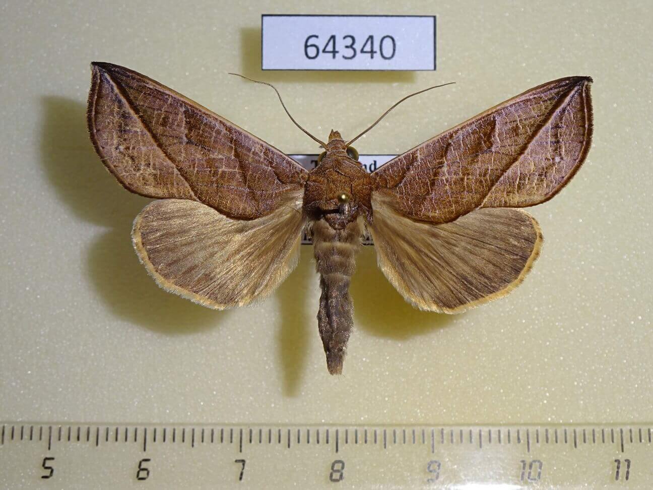 Noctuidae Calyptra fletcheri Thailand - Fareastinsects