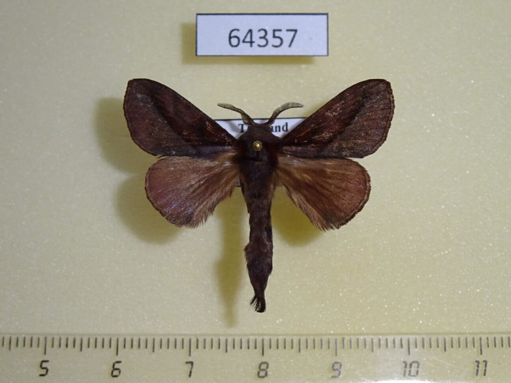 Lasiocampidae Kunugia divaricata Thailand - Fareastinsects