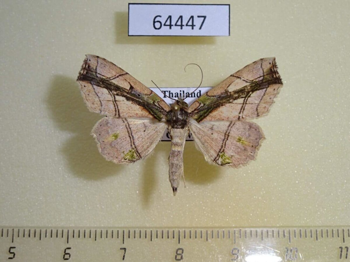 Noctuidae Tamba lala Thailand - Fareastinsects