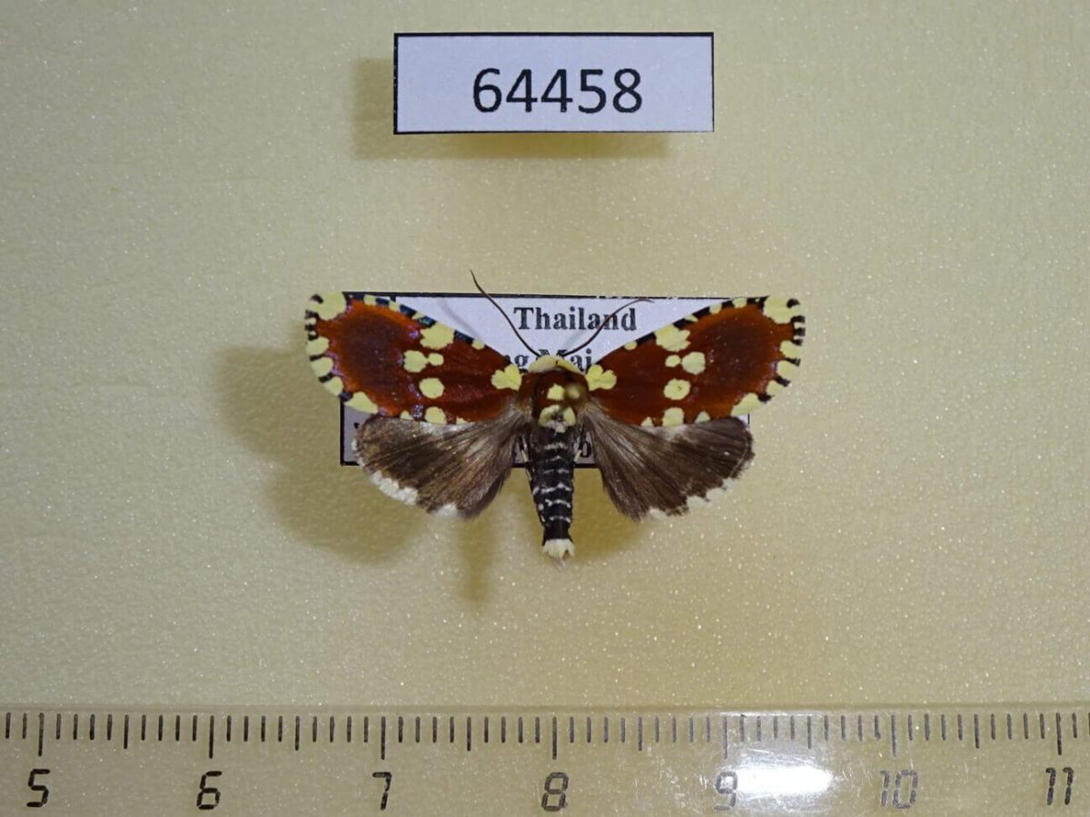 Noctuidae Yepcalphis dilectissima Thailand - Fareastinsects