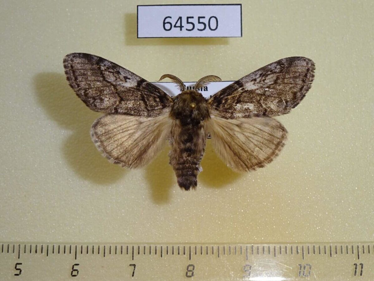 Lymantridae Calliteara conjuncta Primorye - Fareastinsects