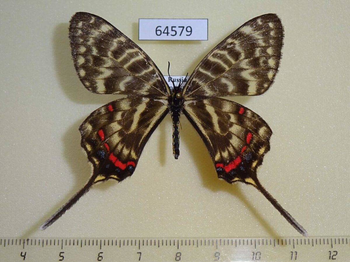 Papilionidae Sericinus montela f Primorye - Fareastinsects