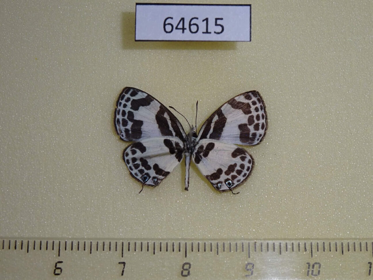 Lycaenidae Discolampa ethion ethion Thailand - Fareastinsects