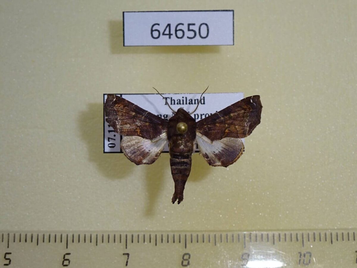 Euteliidae Penicillaria jocosatrix Thailnad - Fareastinsects