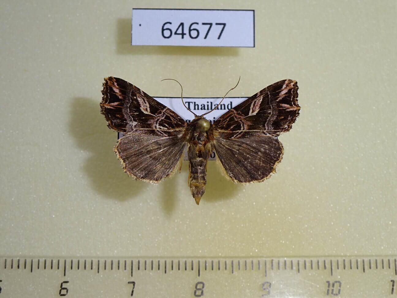 Noctuidae Callopistria exotica f Thailand - Fareastinsects
