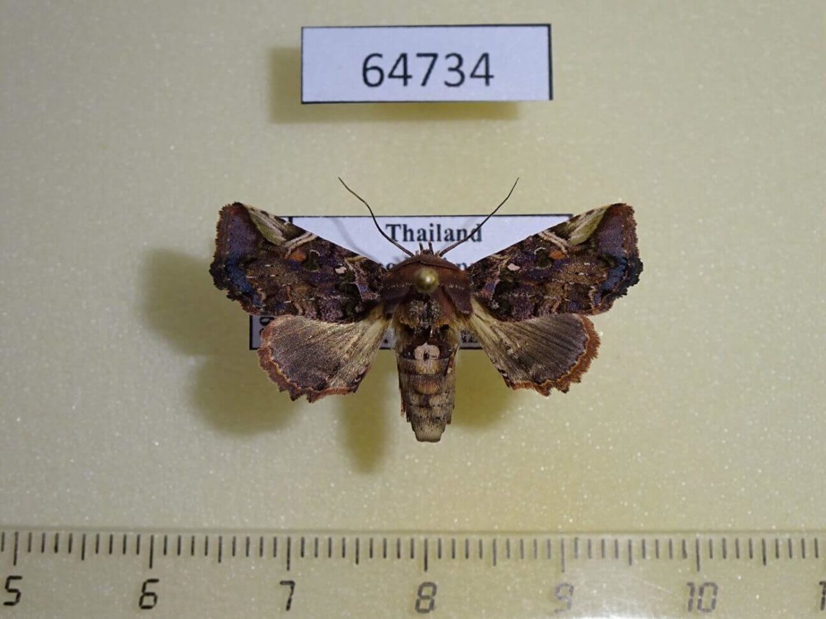 Euteliidae Targalla apicifascia Thailand - Fareastinsects