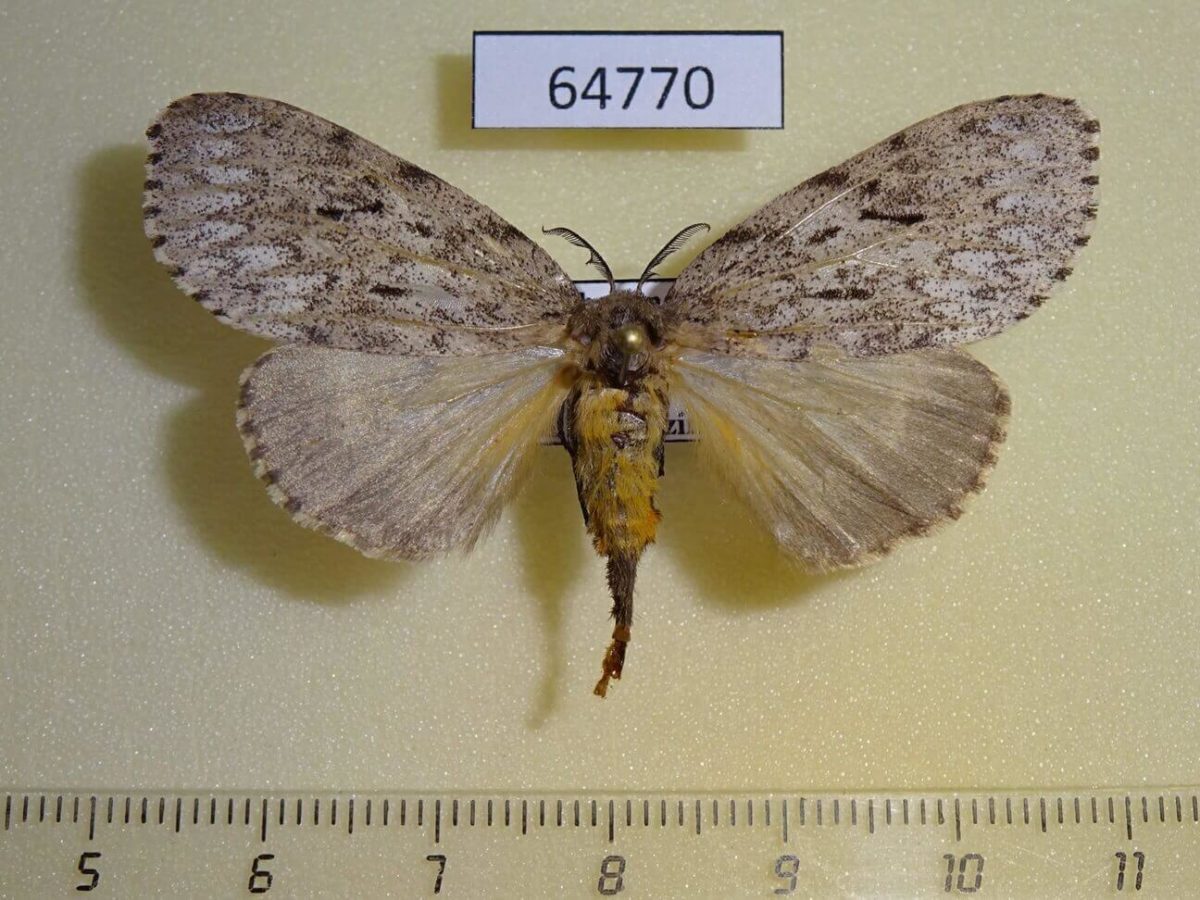 Lymantridae Lymantria sp. gaborronkayi f Thailand - Fareastinsects