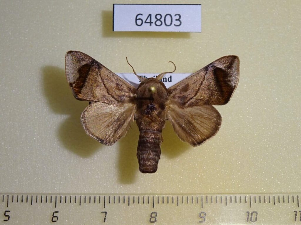 Limacodidae Setora fletcheri Thailand - Fareastinsects
