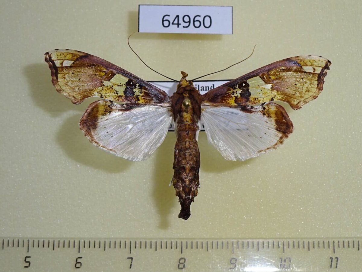 Crambidae Terastia egialealis Thailand - Fareastinsects