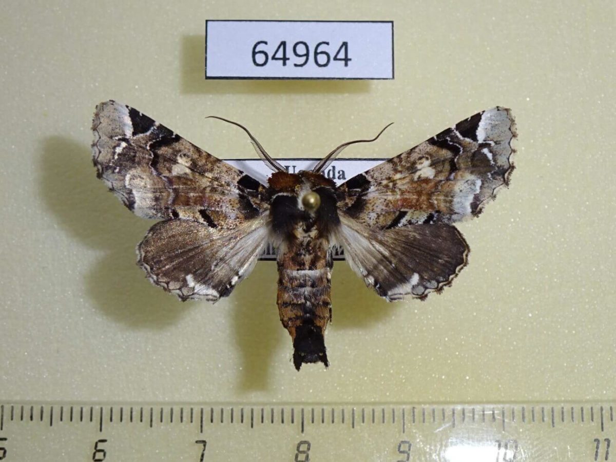 Euteliidae Eutelia bowkeri Uganda - Fareastinsects
