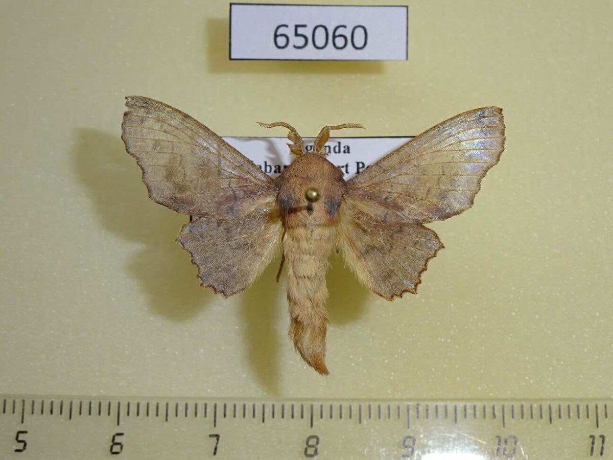 Lasiocampidae Gelo joannoui Uganda - Fareastinsects