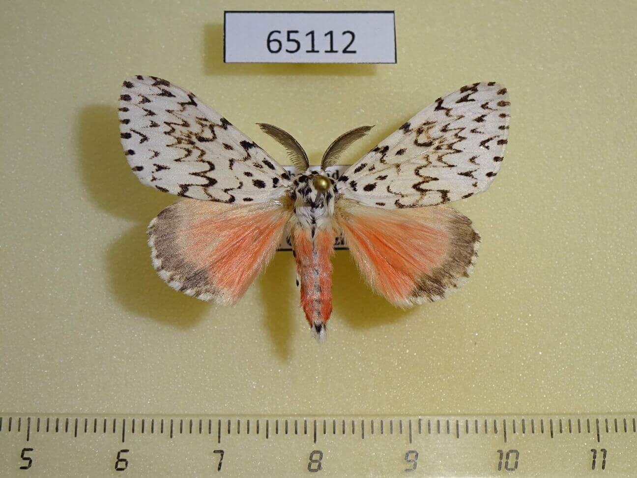 Lymantridae Lymantria subrosea Thailand - Fareastinsects